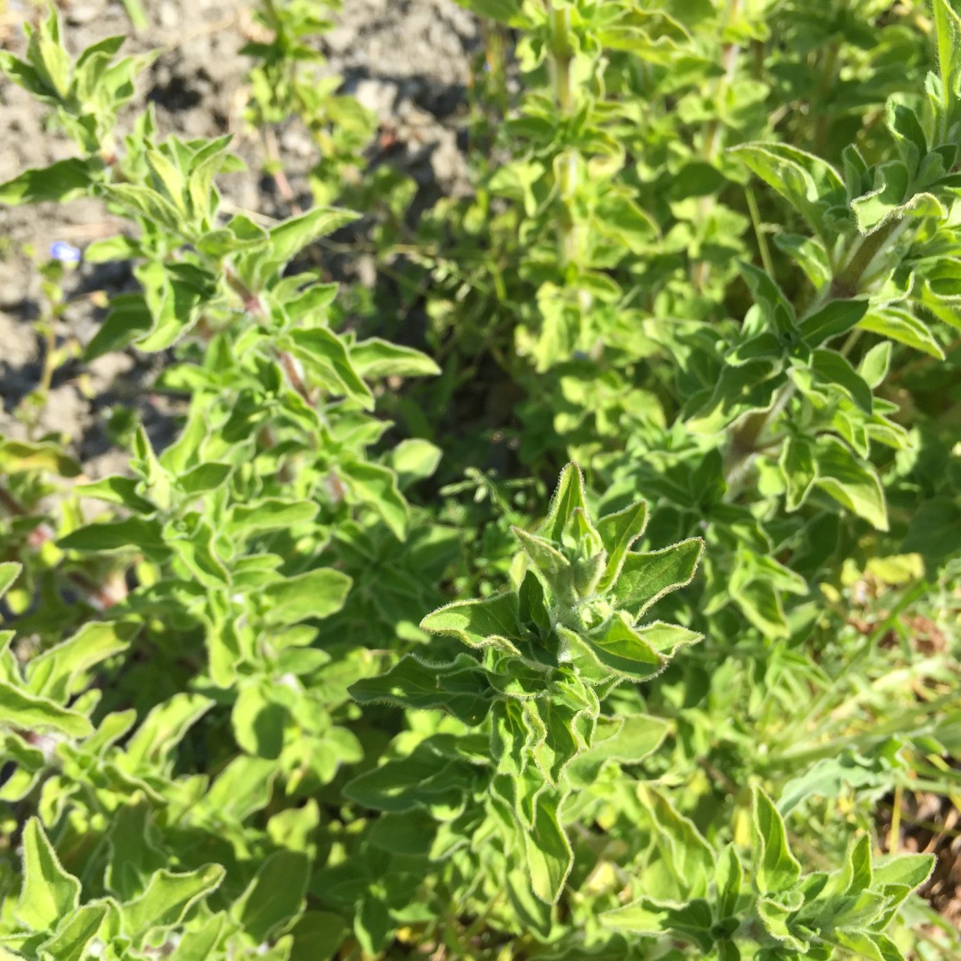 Origan vert bio - 15g - Domaine de Pouzes